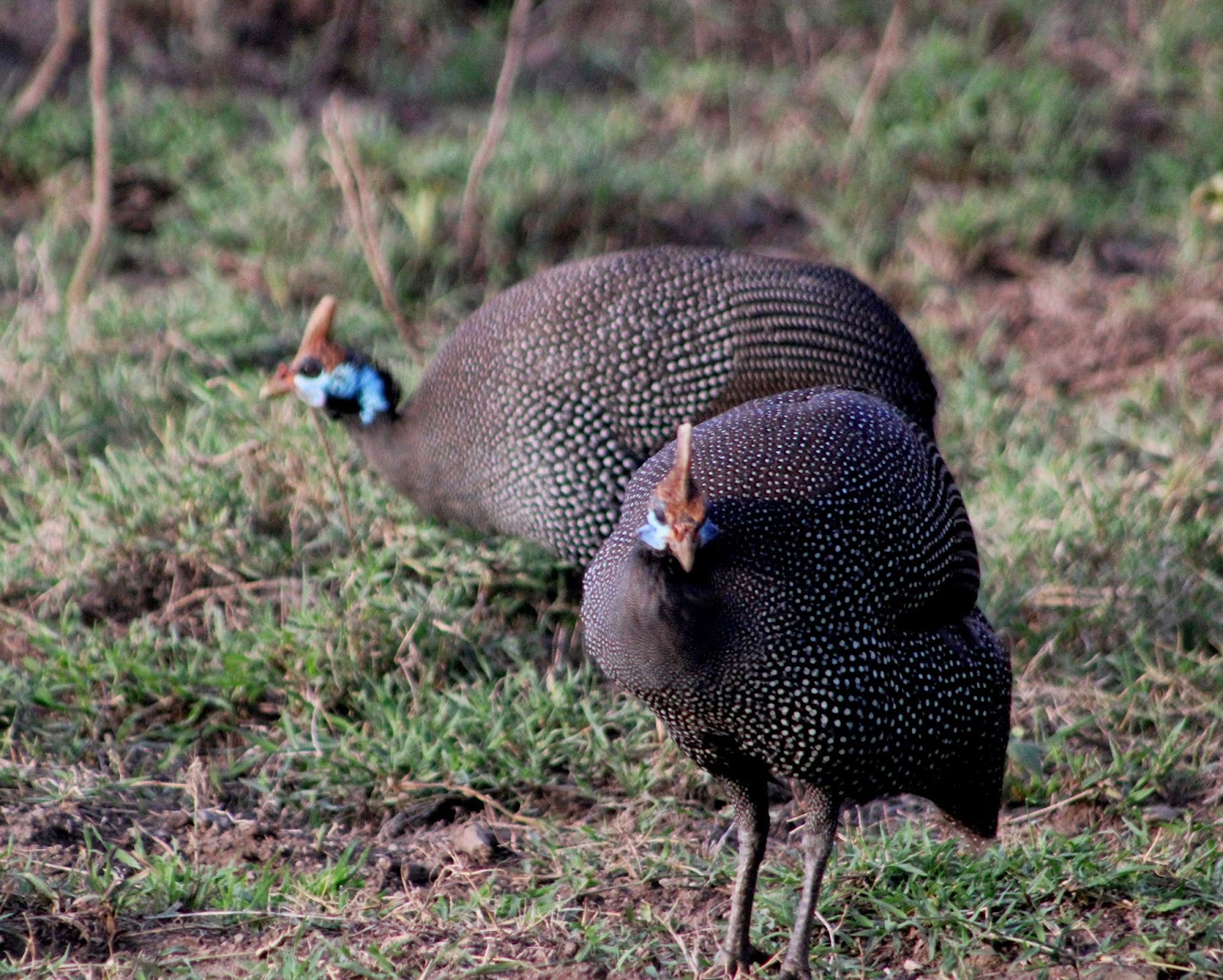 Souvenir Chronicles: AFRICA: KENYA'S LAKE NAKURU NATIONAL PARK (WHERE ...