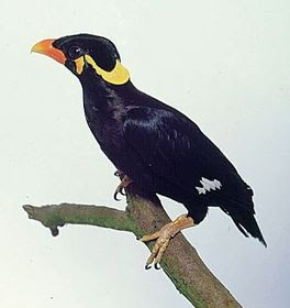 Birds Breeds Gallery