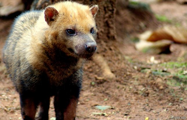 O Livro da Natureza: Canídeos do Brasil
