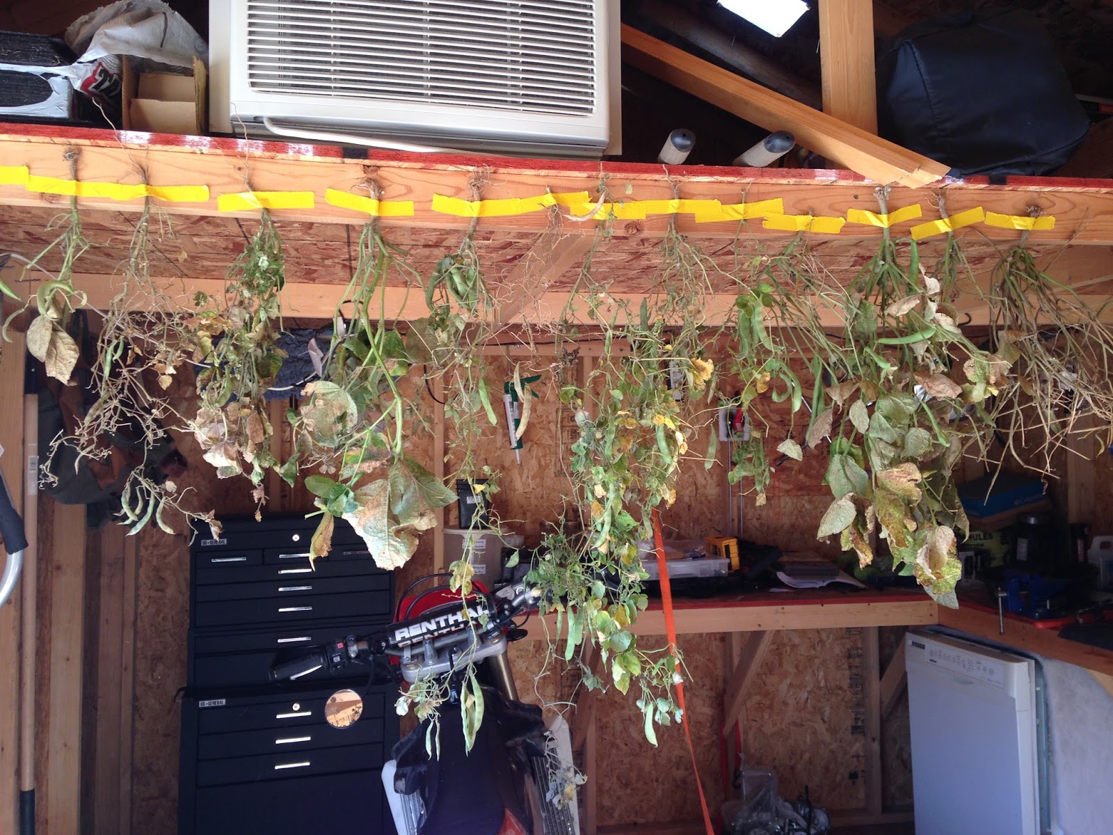 my family prepared: How to Save Bean Seeds {Tutorial}