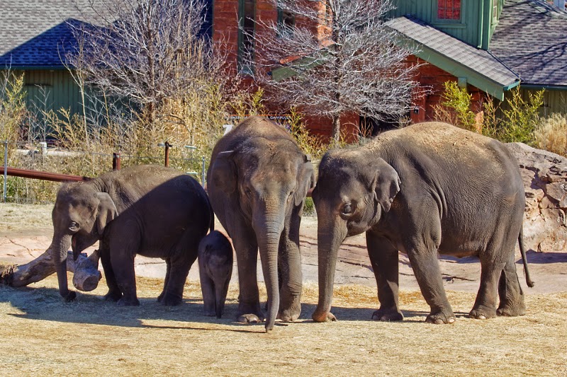 Bamboo and Chai to join Oklahoma City Zoo elephant family