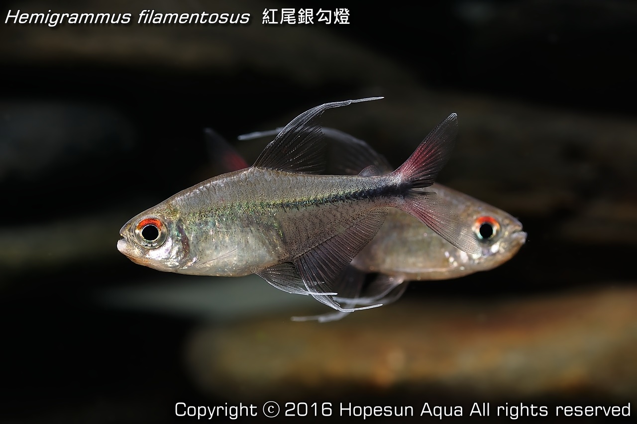 鴻順魚坊: Hemigrammus filamentosus 紅尾銀勾燈
