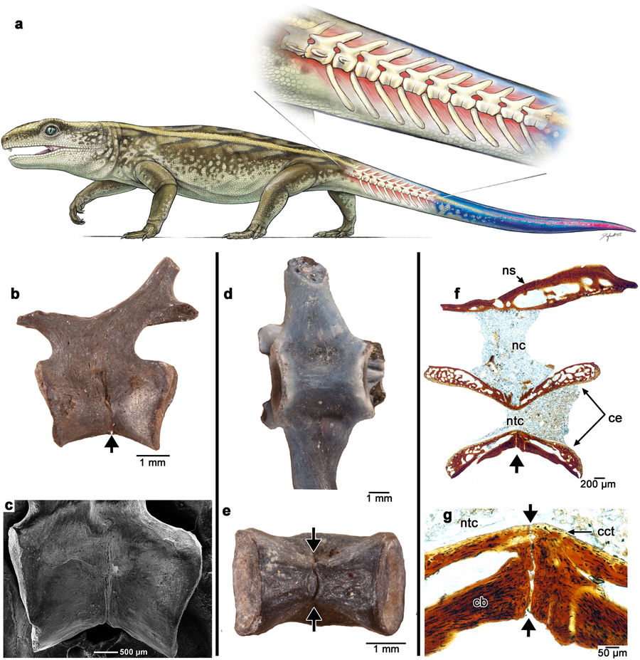 Paleontología y Evolución en la UCM: Eres un rabo de lagartija...fósil.