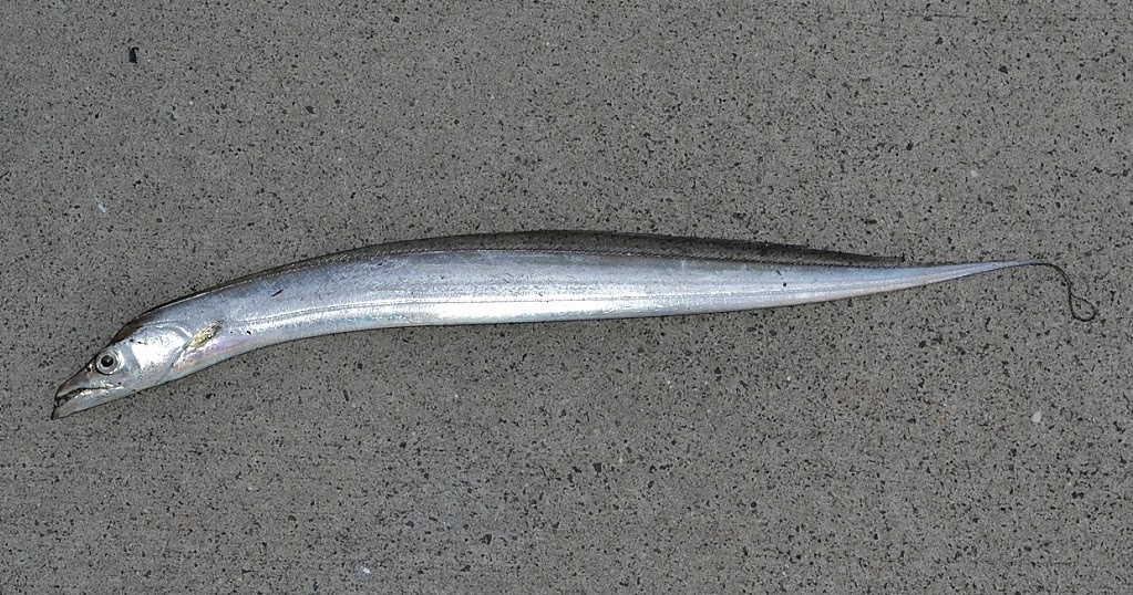 Drift Away: Mystery Fish