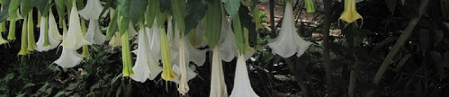 La Burundanga : Mi Rincón Mágico