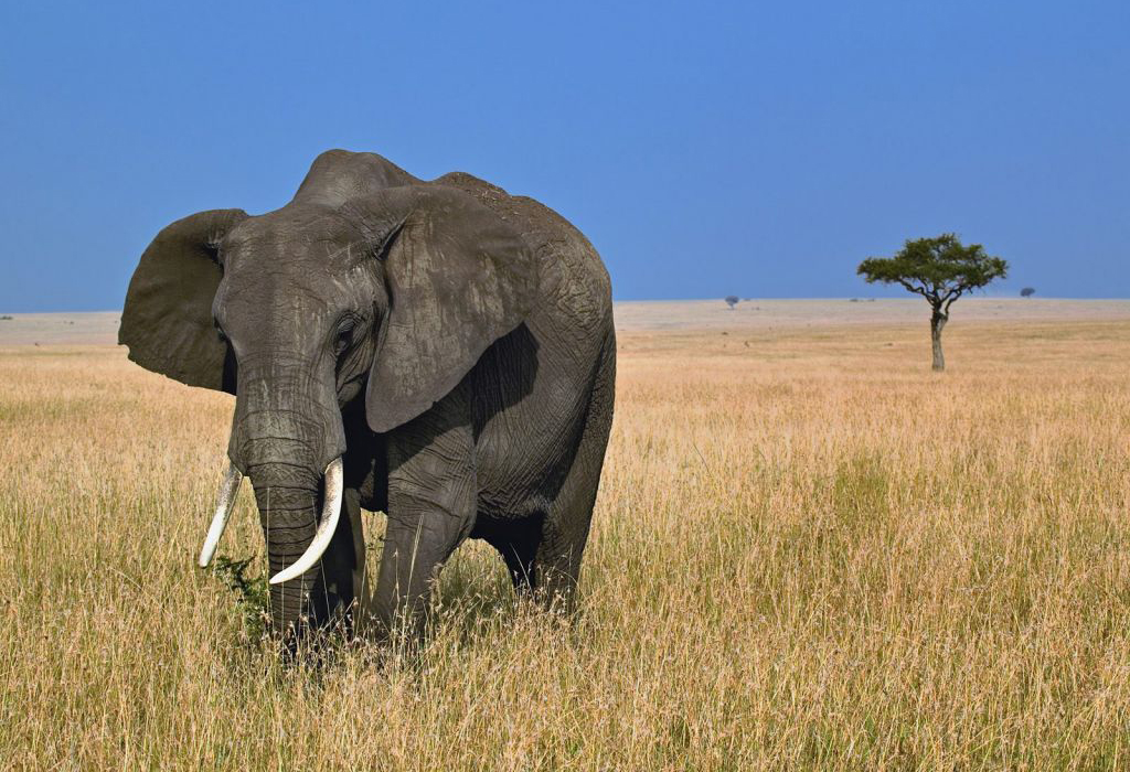 Curiosidade Animal: Elefante Africano