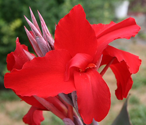 Canna | World Of Flowers
