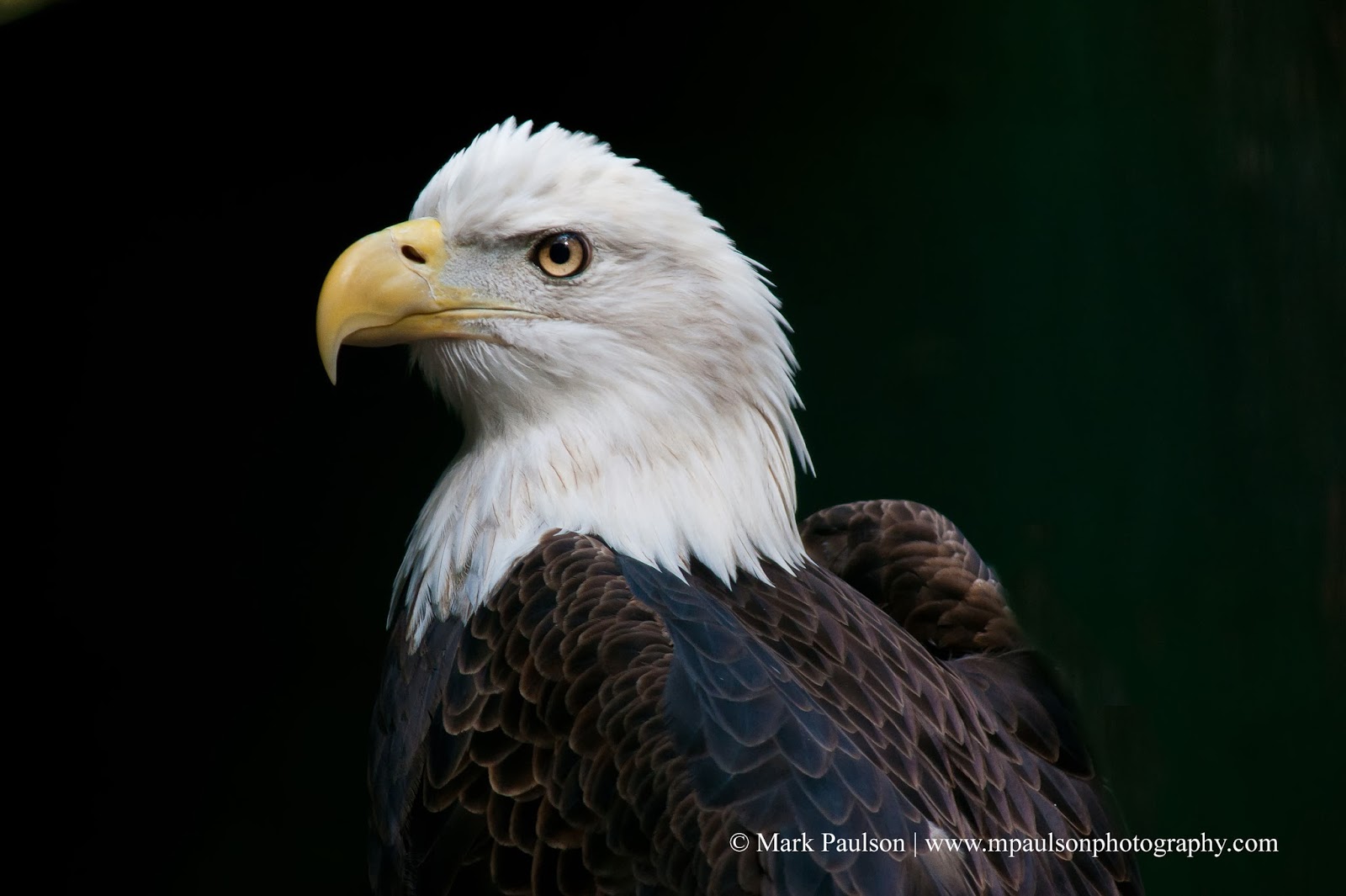 MAP Artistic Photography: Photo of the Day: Bald Eagle, Georgia