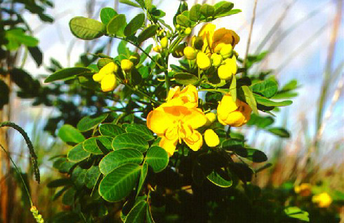 The Coal Point Chronicle: So long Senna…it’s pod-picking time