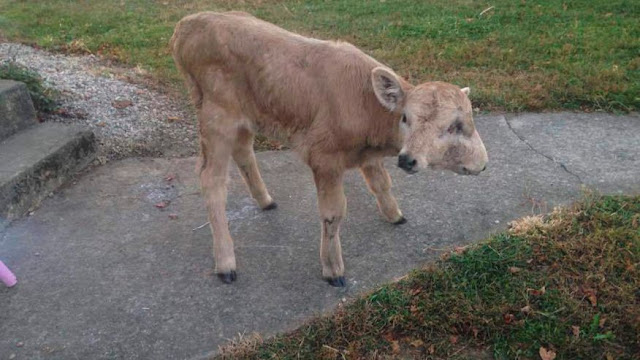Latest Updates: Two-faced calf named Lucky dies (Photos)