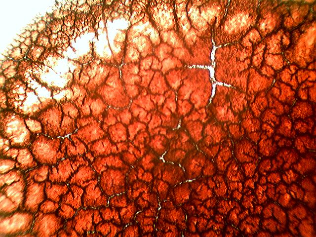 Biología aplicada: febrero 2016