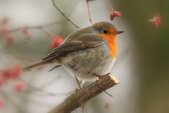 European Robin - True Wildlife Creatures