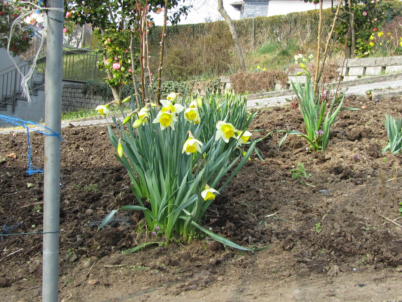 Narcissus (Narcisi) e il Risveglio della Primavera, Come Piantarli ...