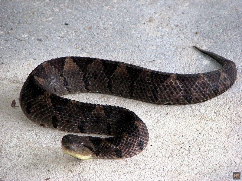 Manual Para Guias Interpretativos bilingues: Serpientes de Panama