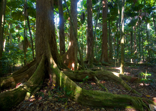 Redefining the Face Of Beauty : 10 MOST BEAUTIFUL FORESTS IN THE WORLD!