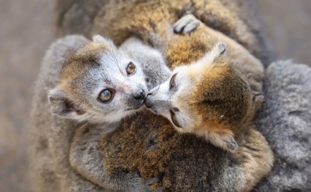White Wolf : Photographer captures adorable bond between baby lemur twins