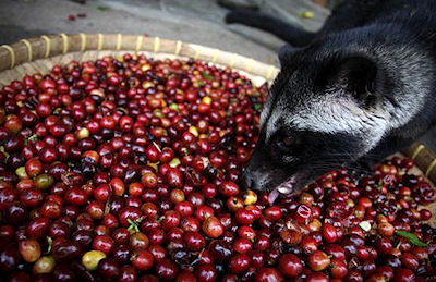The Presurfer: The Science Behind Luwak Coffee