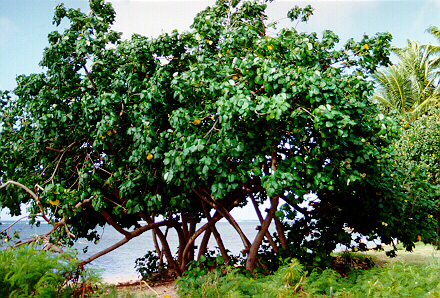 The Kaʻū Calendar News Briefs, Hawaiʻi Island: Nov 7, 2011