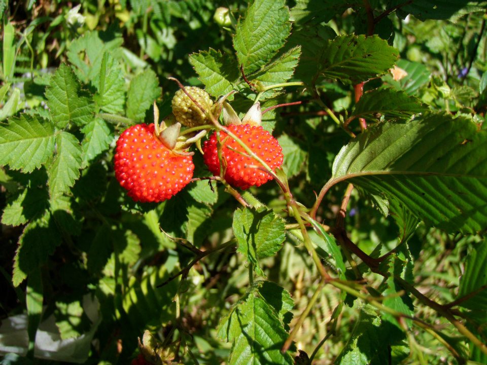 "FROM THIS TRAIL FORWARD......": 2019