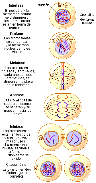 Biologia: Mitosis y Meiosis
