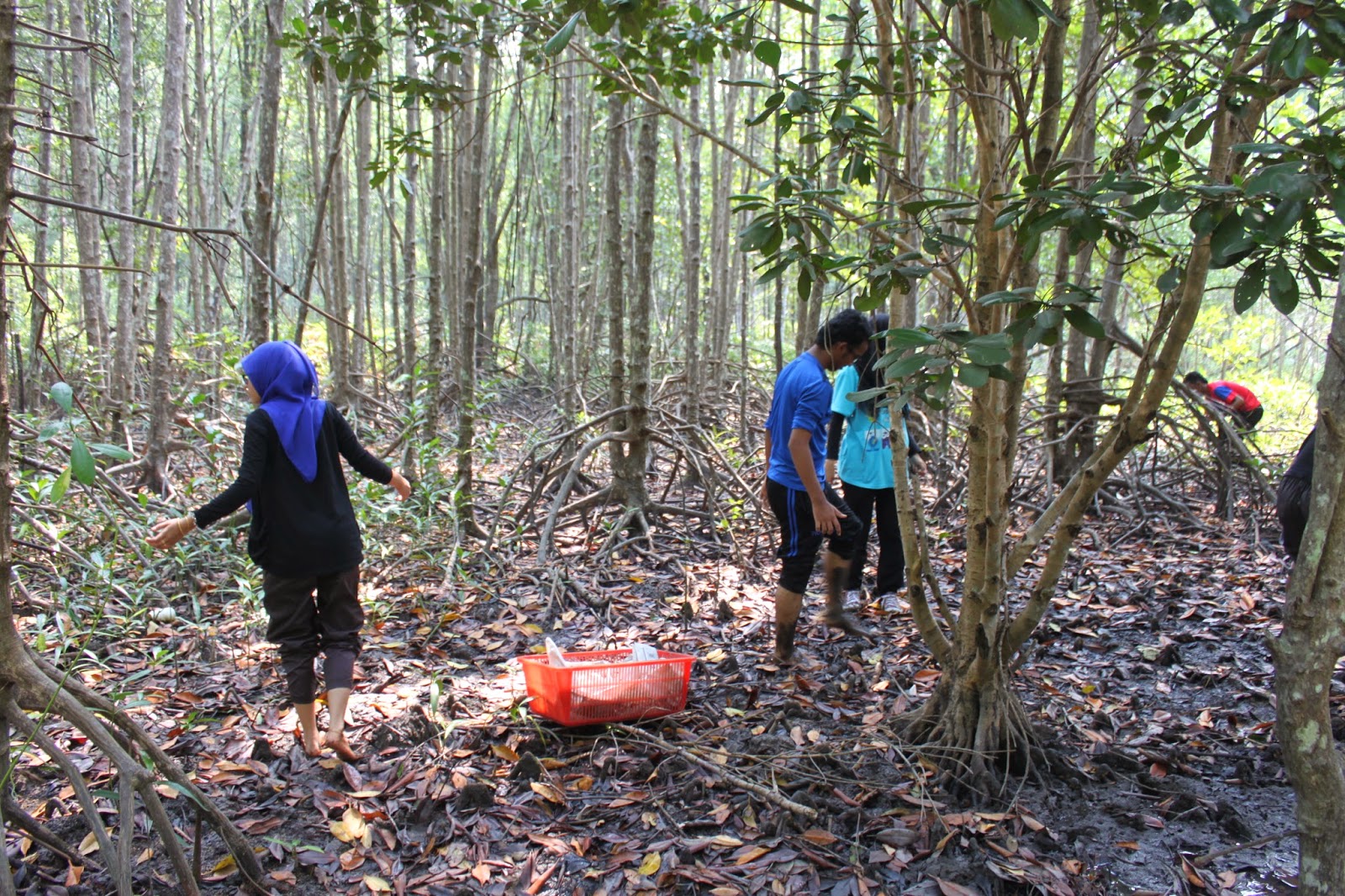 KUALA SEPETANG ECO TOURISM Matang Mangrove Forest Reserve Tour, Bird ...