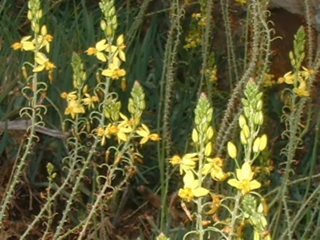 The Succulent and Cactus Lady : Bulbine frutescence