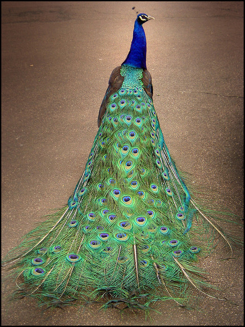 Peacocks