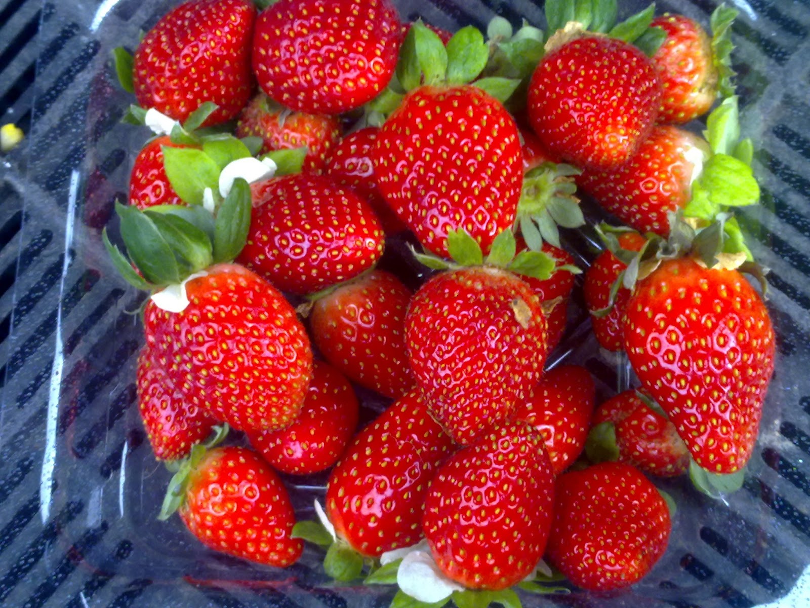 MY MALAYSIA PHOTOS: Cameron Highland's Strawberries