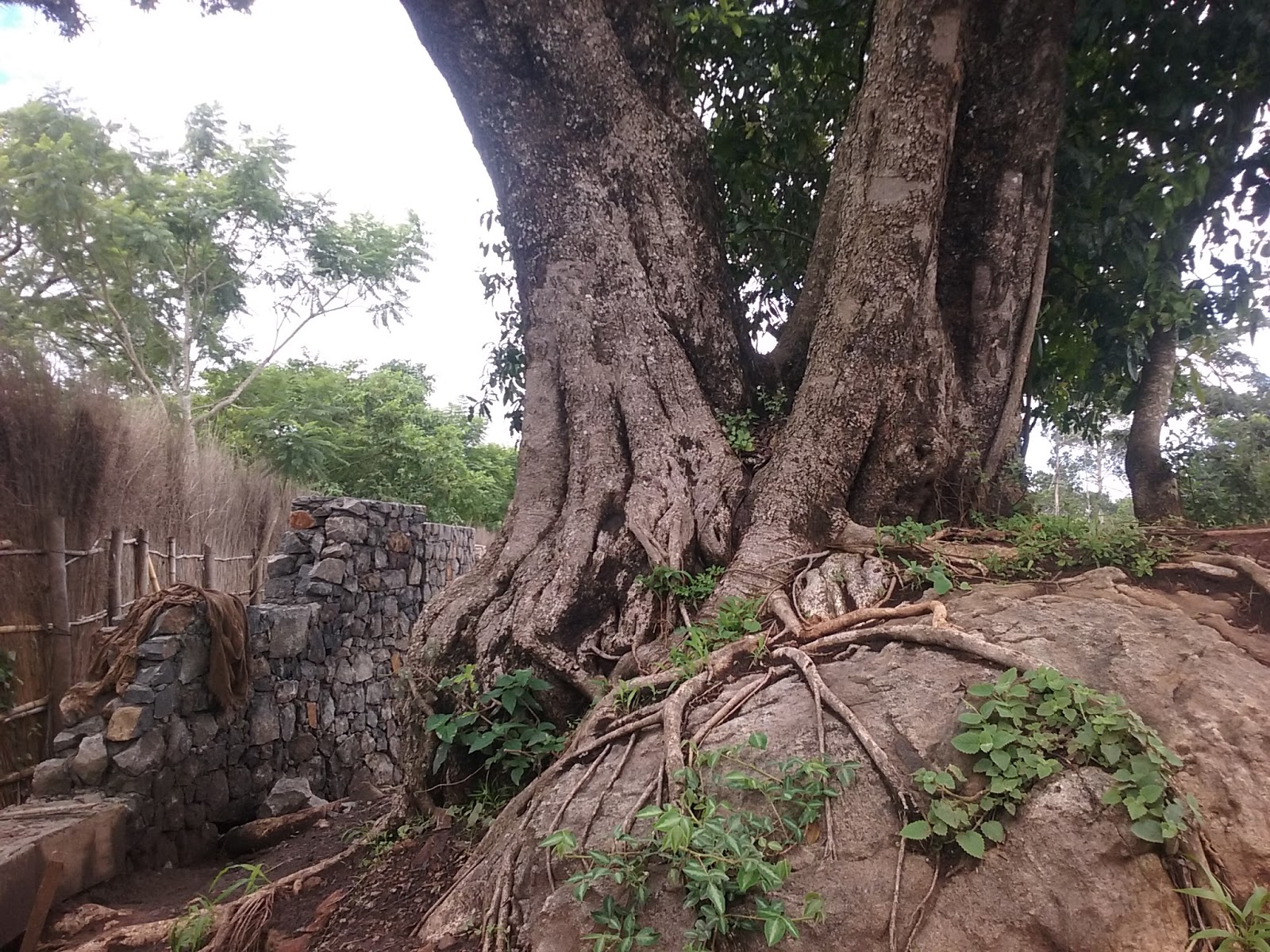 Week ...? - 17/01 Preserving the trees