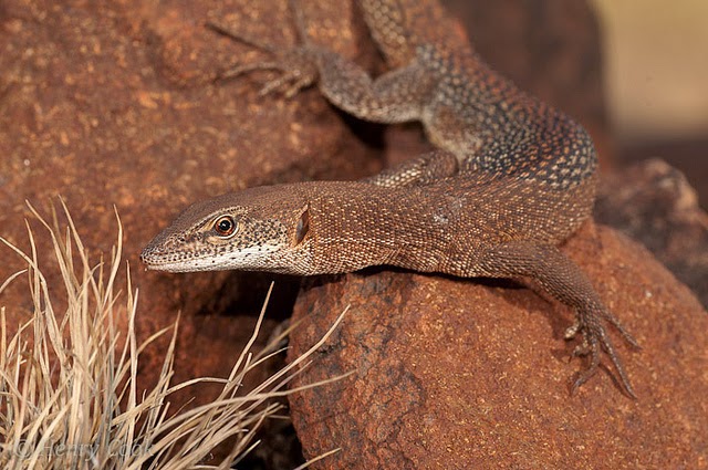 Jenis - jenis atau Macam - macam Varanidae / Varanus / Varanatic ...