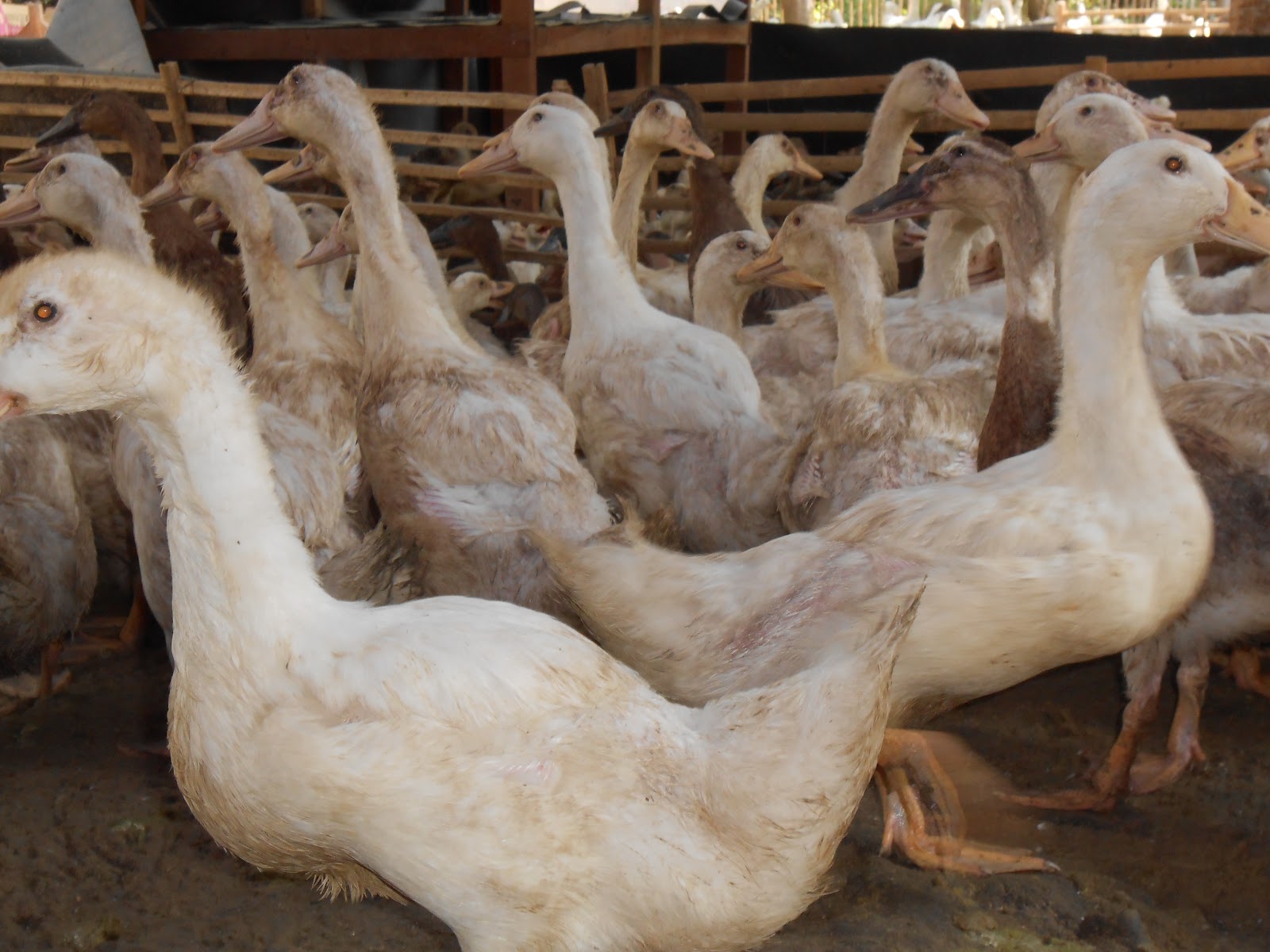 BEBEK Sp-V2: BEBEK PEDAGING