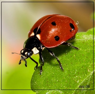 Importancia de los insectos en la agricultura