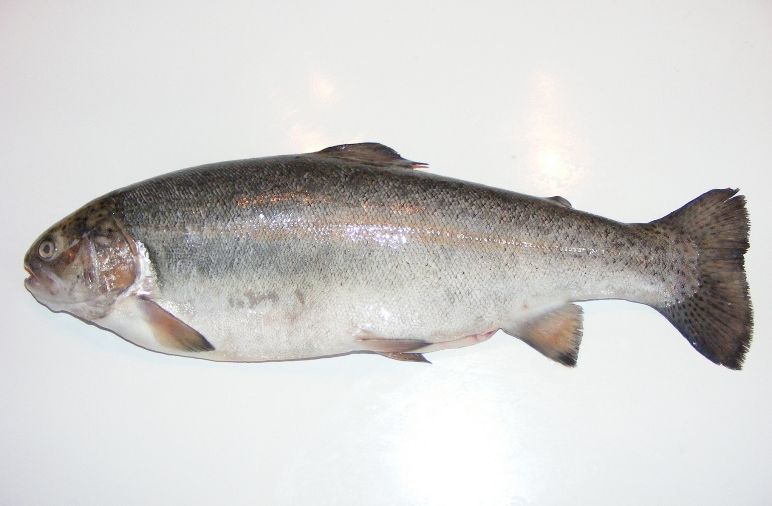 Pastrav la aburi | Preparatedevis.ro