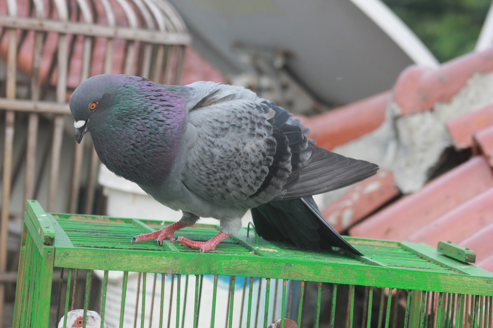 camperenik project: KARAKTER MERPATI BALAP DARI SEGI WARNA BULU