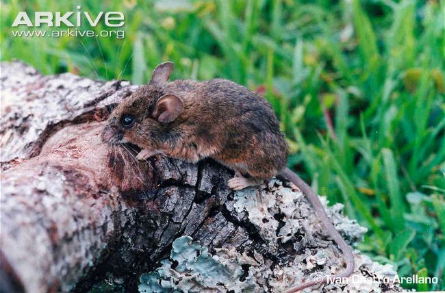 Laberinto en extinción: Ratón ciervo del Carrizo (Peromyscus ochraventer)