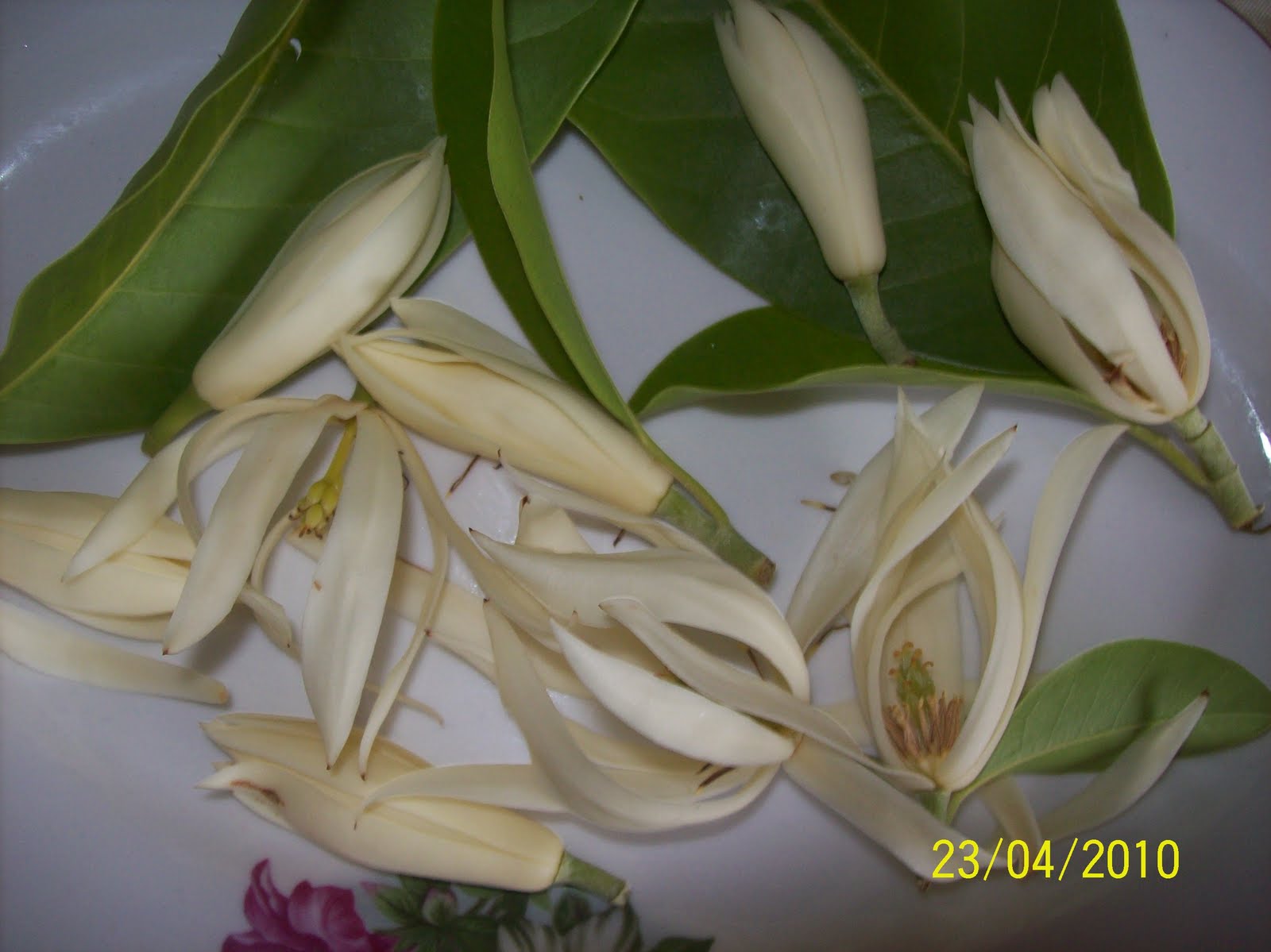 Dalam Lingkaran Ini: Bunga Cempaka Putih.