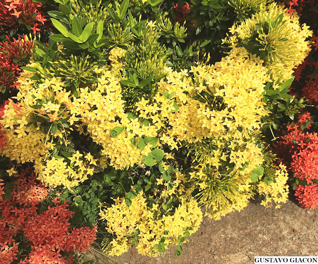 Viveiro Ciprest - Plantas Nativas e Exóticas: Ixora Mini Amarela ...