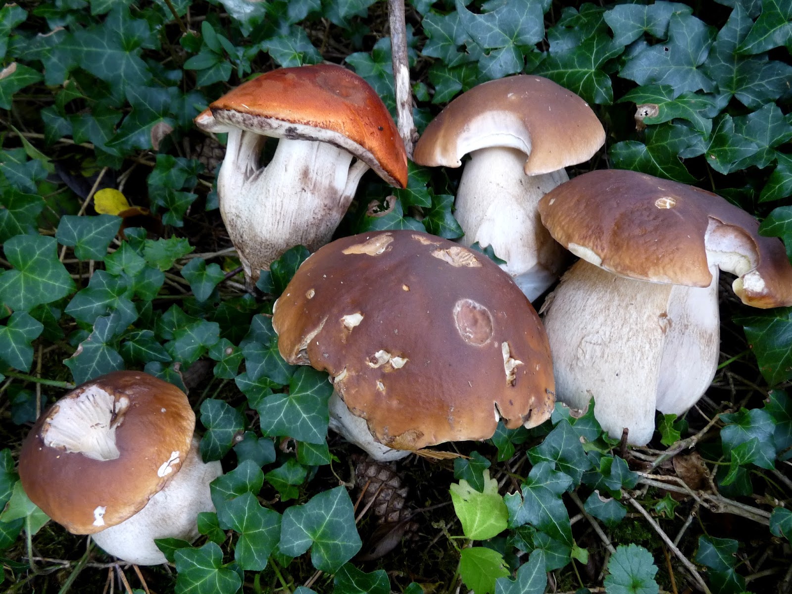 Voillans, village du Doubs, site officiel: Cèpes et Bolets