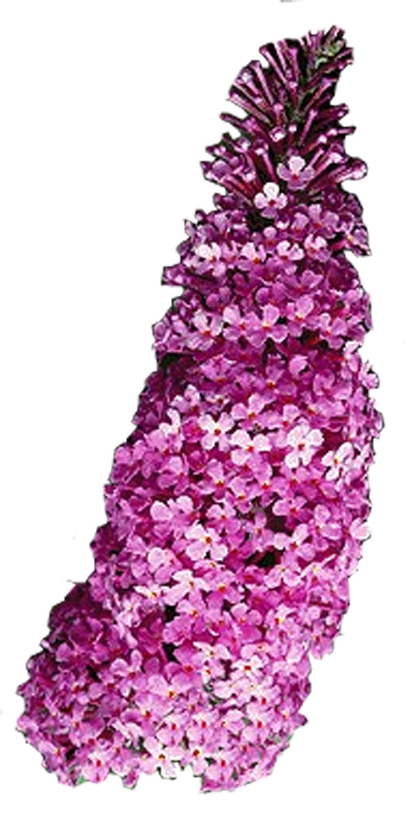 anna francis: The Buddleia Series