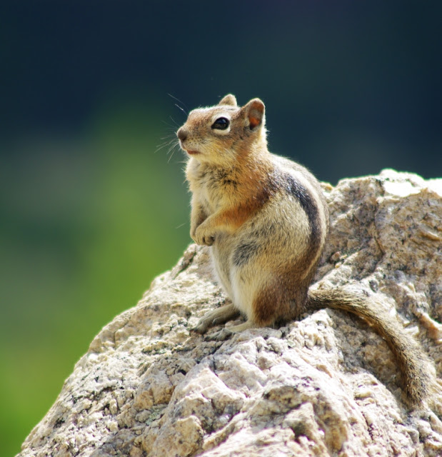 The BVIs: Basset's View of the Islands: Rocky Mountain Creatures