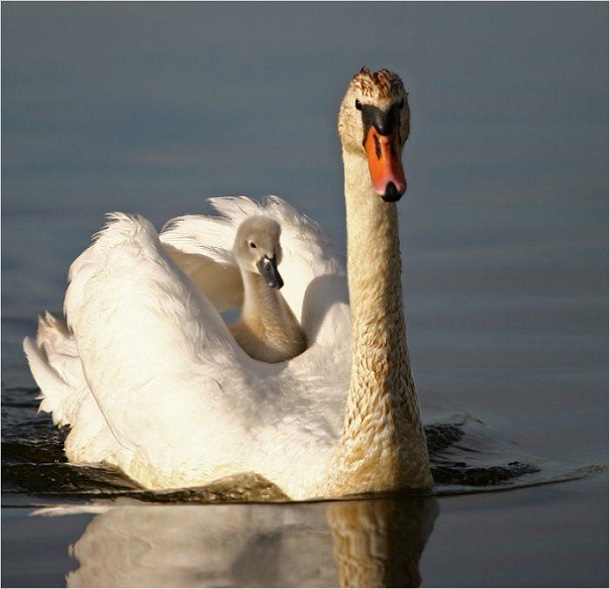 American Deals: Poze cu animale haioase compilatie 2016