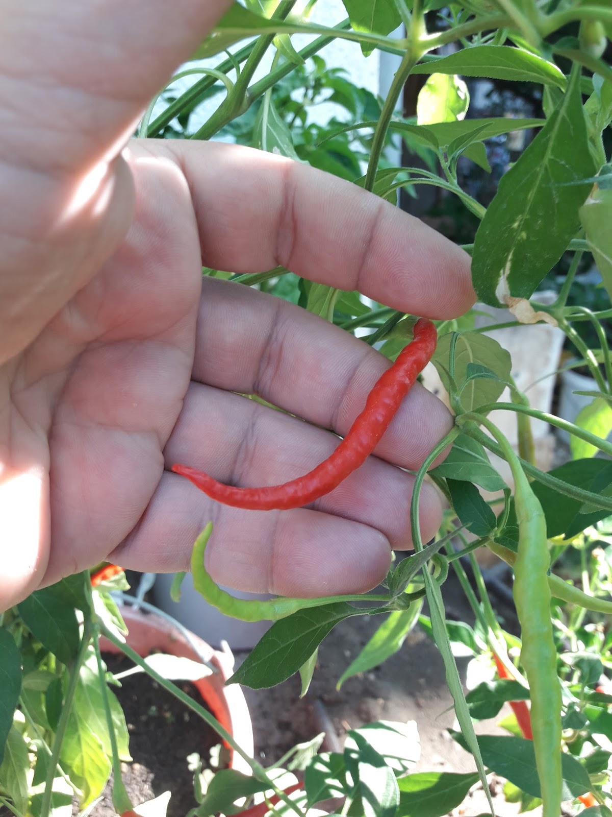 Čili Zaječar: Siling Labuyo