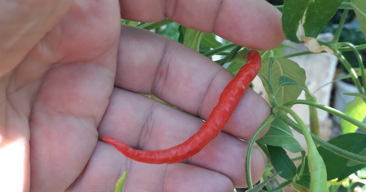 Čili Zaječar: Siling Labuyo