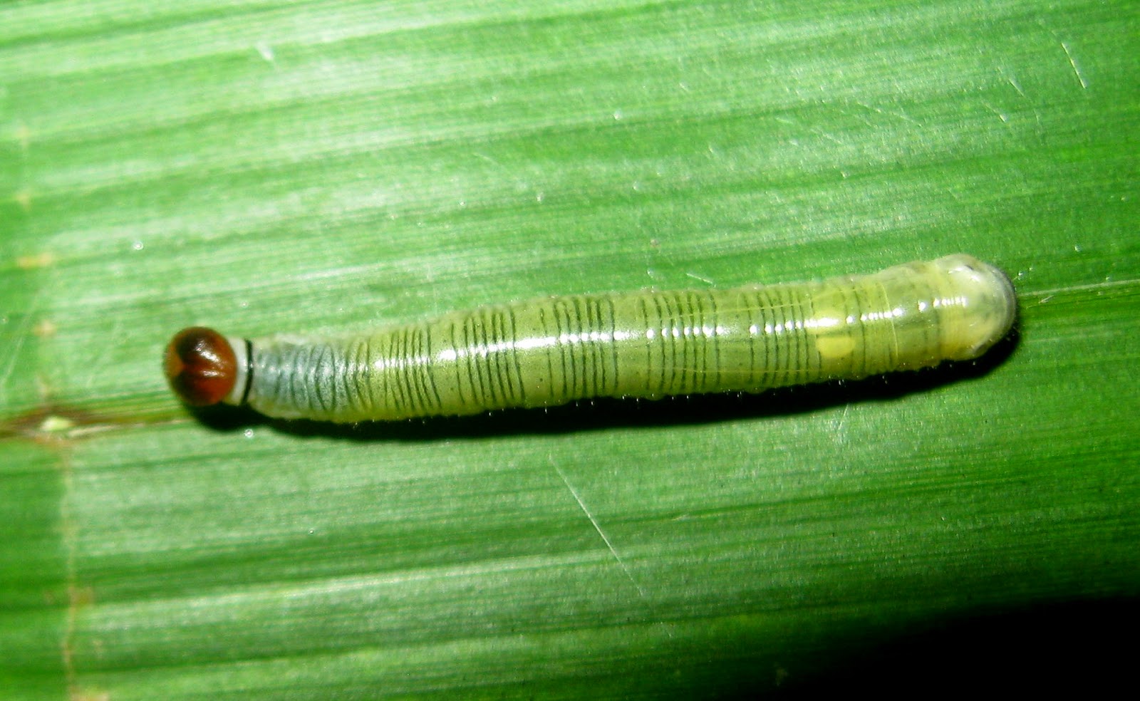 Nature Of Srilanka: Common Red Eye (Matapa aria) - රතැසියා