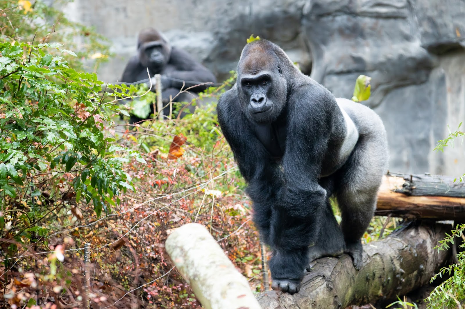 Good News for Gorillas