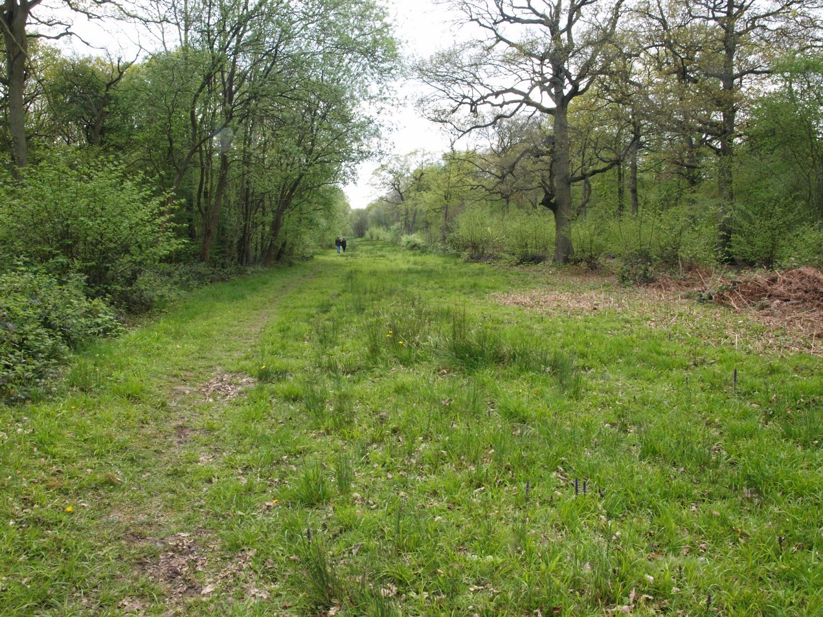 Ragged Robin's Nature Notes: Bluebells at Ryton Wood