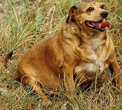 sonreir: sunshine, winning, and fat wieners