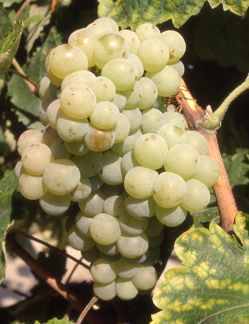 CultivarSA: New varieties available to the South African wine industry