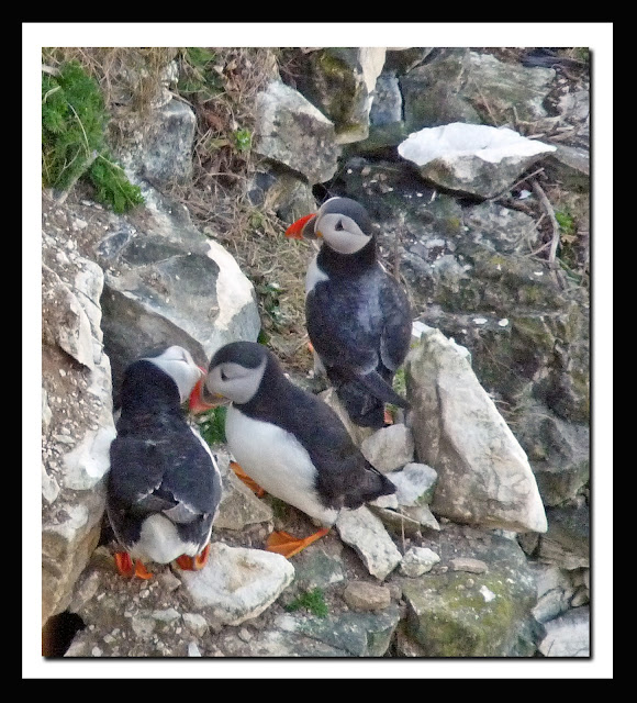 Wild and Wonderful: Beautiful Birds: Puffins at RSPB Bempton Cliffs