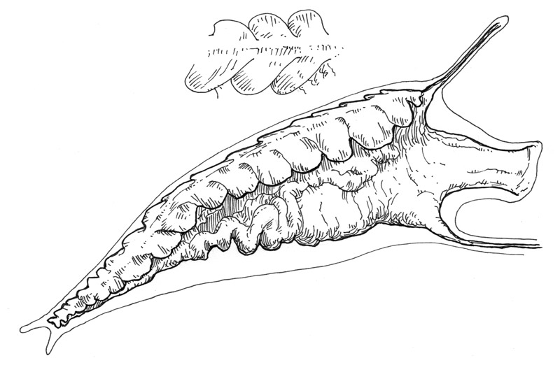 Scribblings or Something: On the Physiology of... the Otyugh - Part Five.